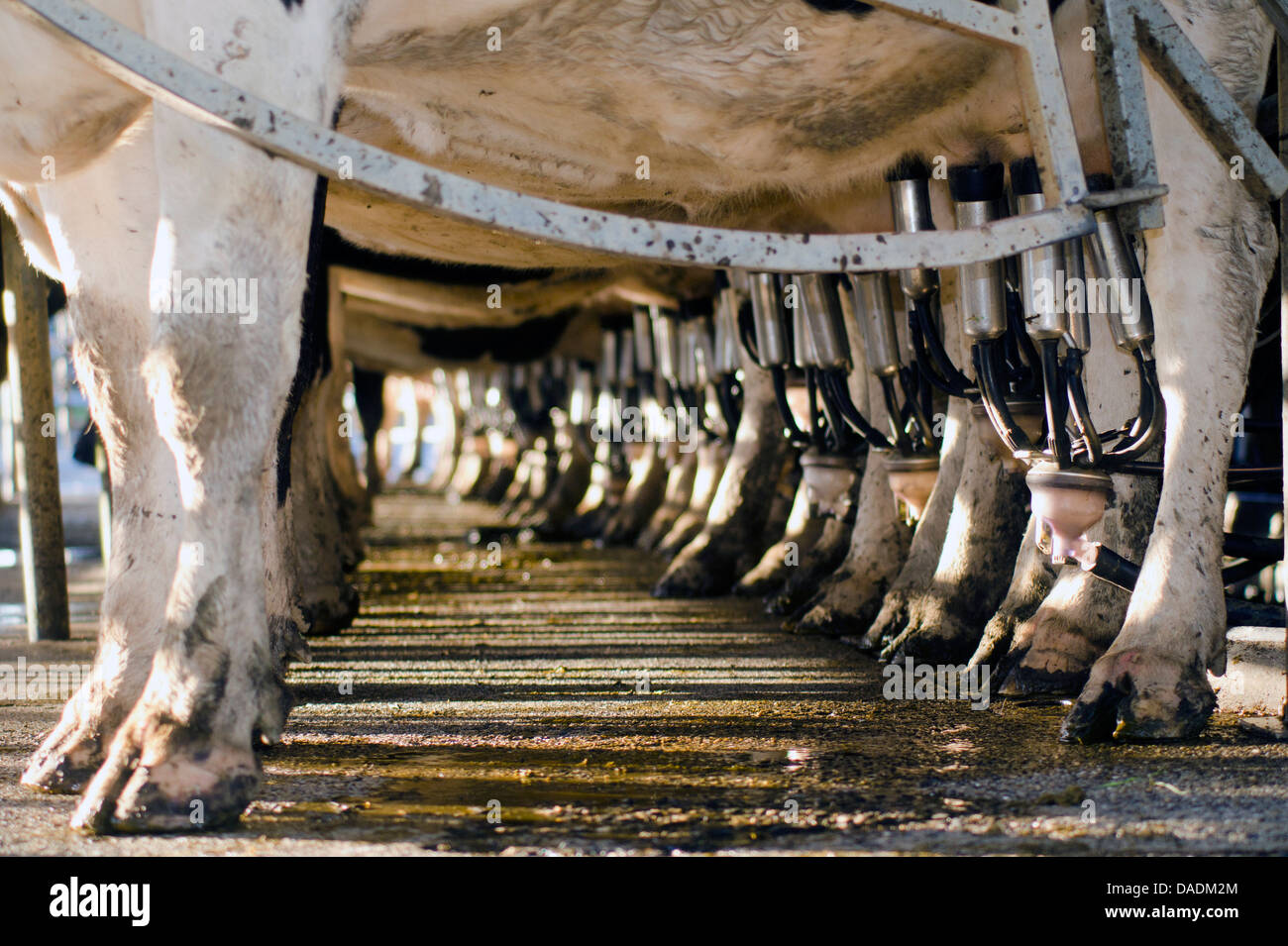 Cows Legs High Resolution Stock Photography and Images - Alamy