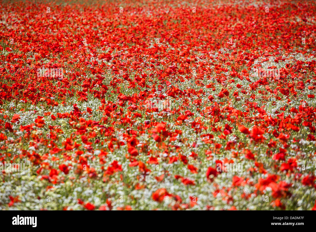 A file of Red poppies in England Stock Photo - Alamy