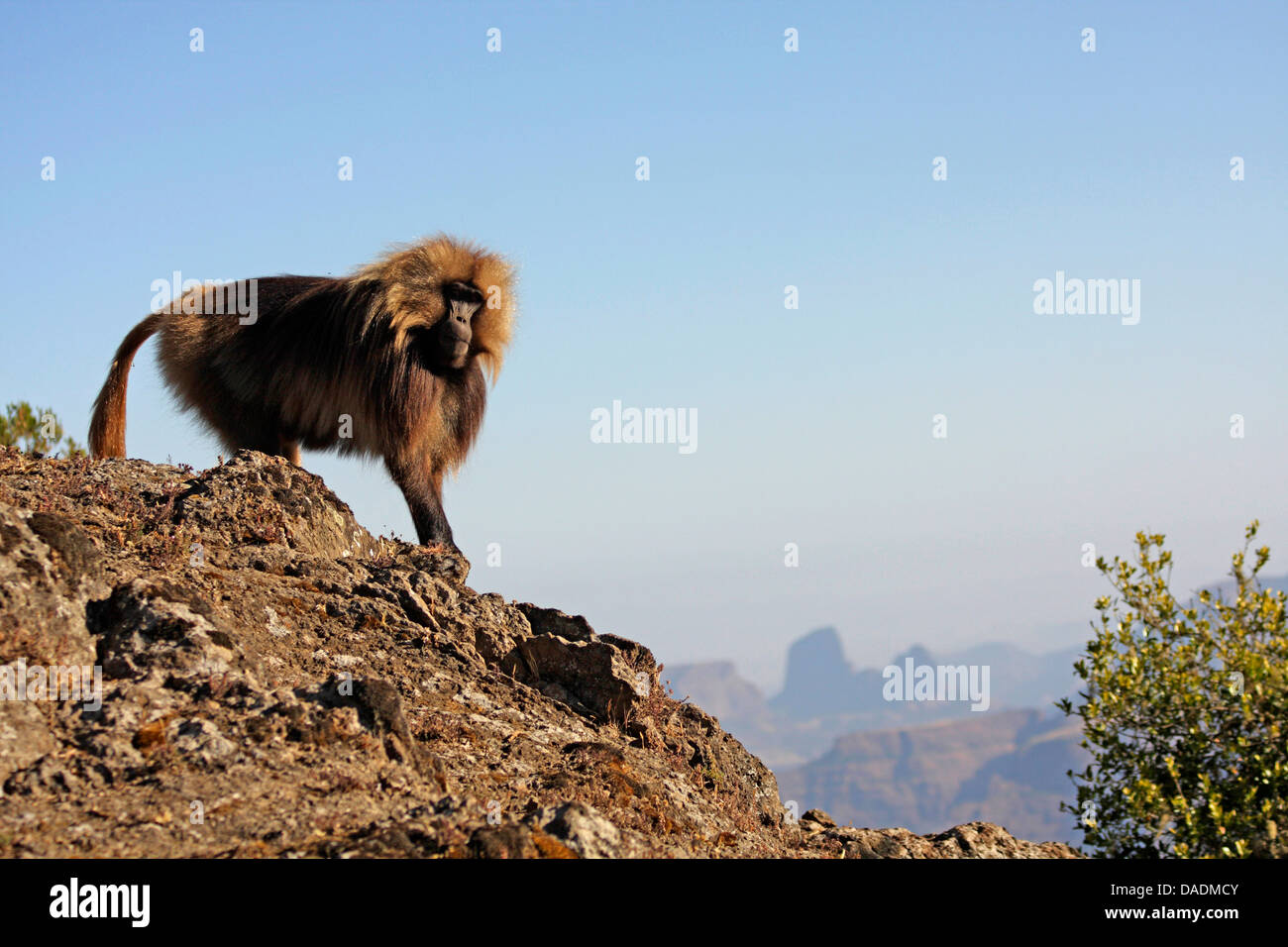 Baboon standing on rocks hi-res stock photography and images - Alamy