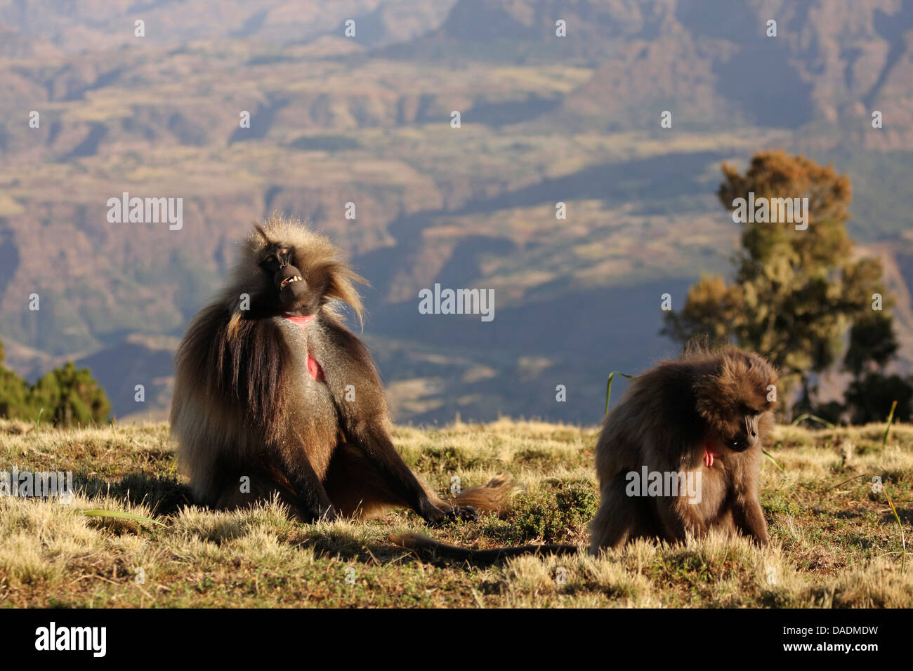 gelada, gelada baboons (Theropithecus gelada), male dozing off while ...