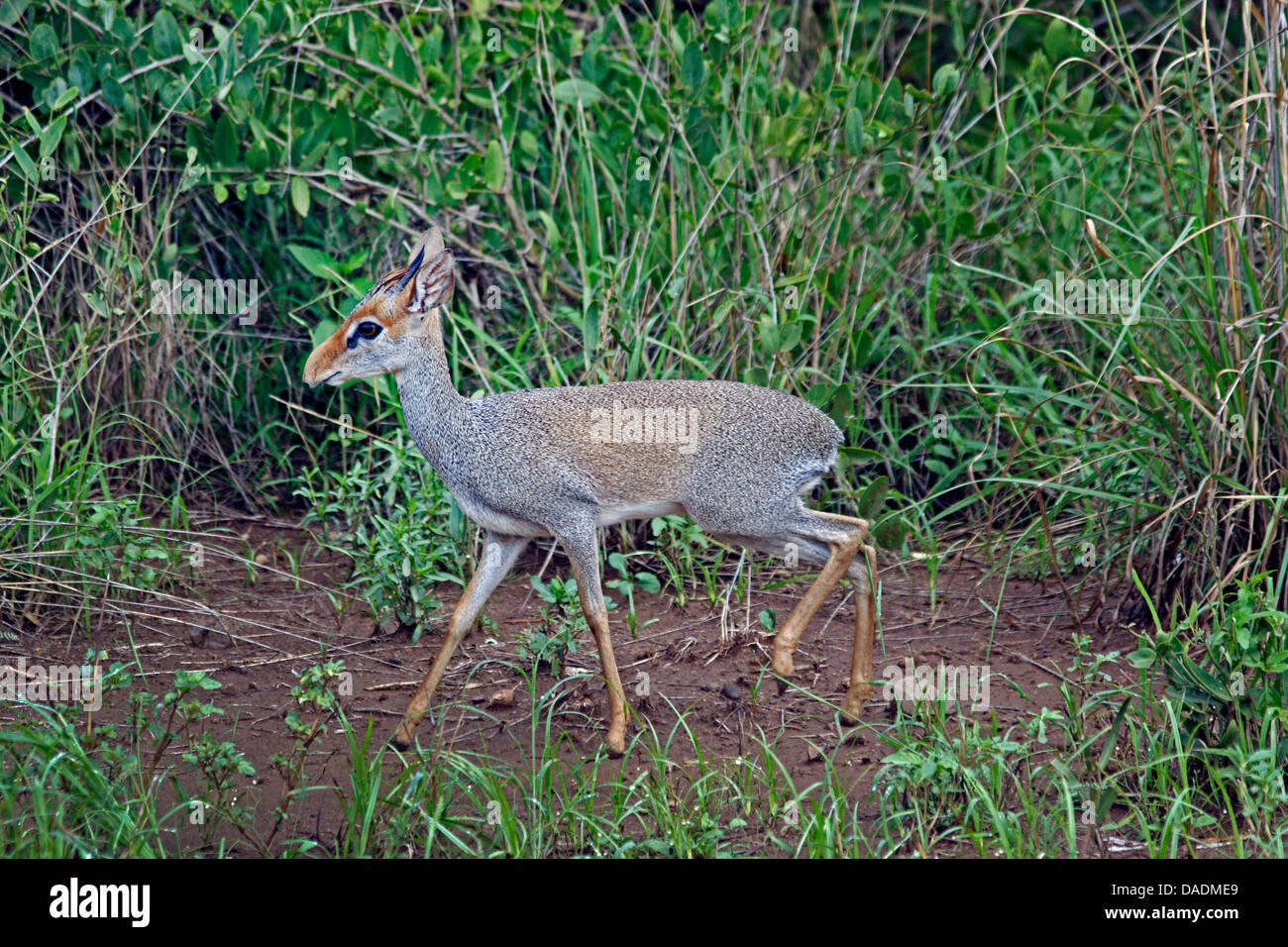 Kirk's dikdik, Kirk's dik-dik, Damara dik-dik (Madoqua kirkii), walking ...