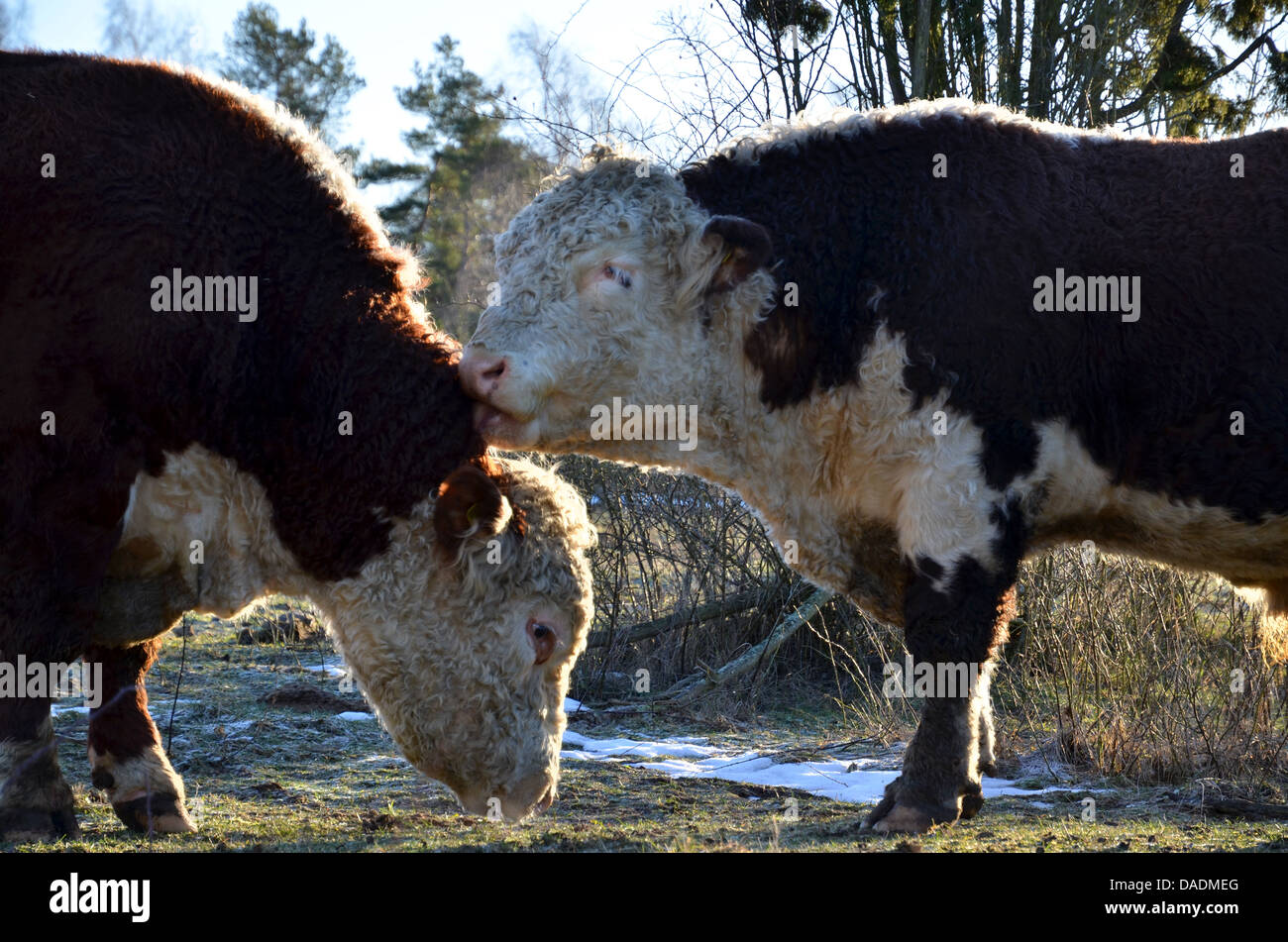 Livestock sweden bull hi-res stock photography and images - Alamy