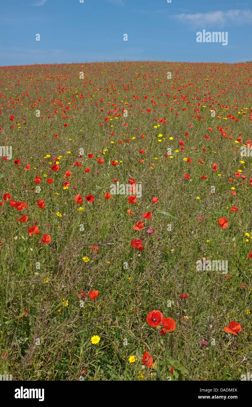 A field of poppies in Cornwall, UK Stock Photo - Alamy