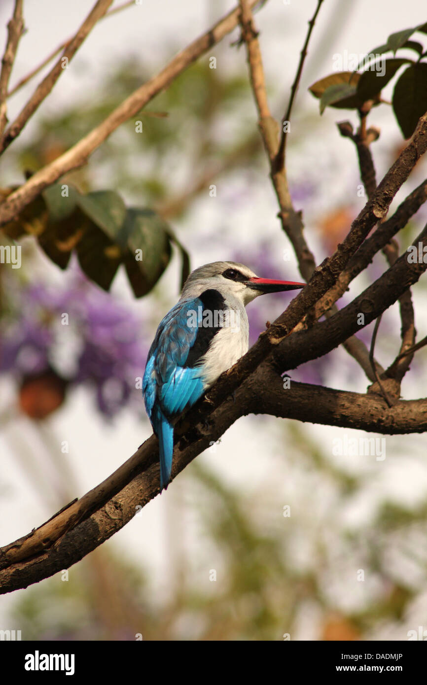 woodland kingfisher (Halcyon senegalensis), sitting on a twig with ...