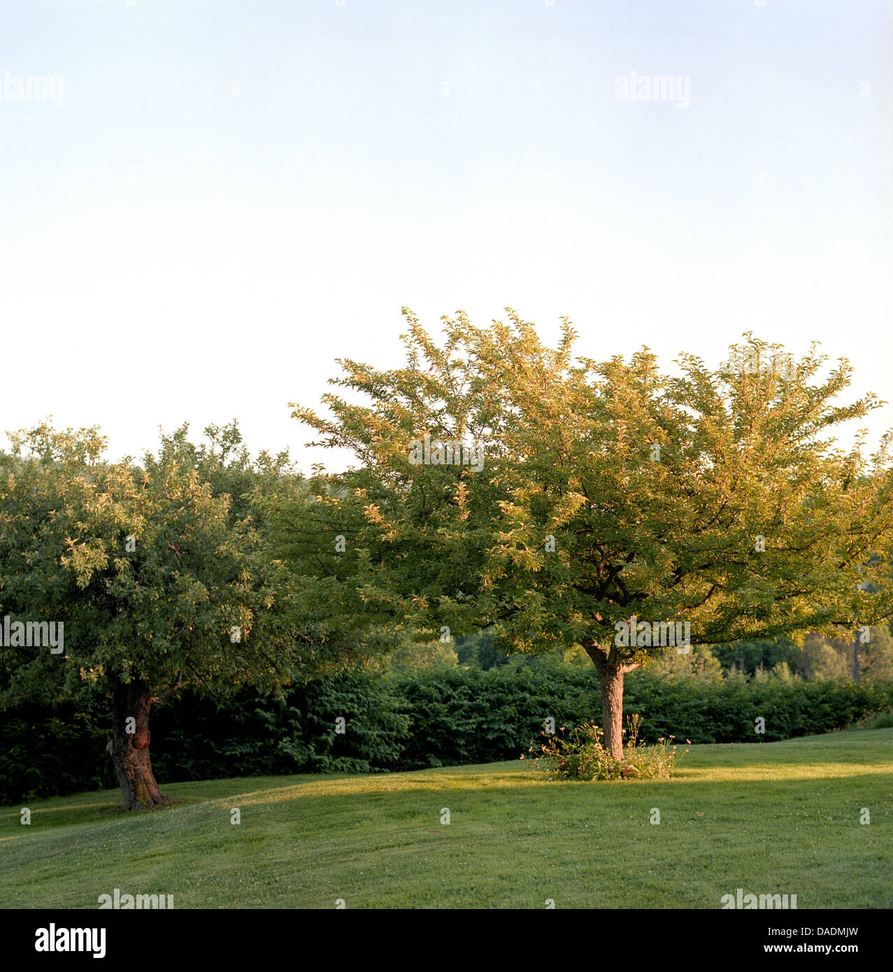 Green grass and trees Stock Photo - Alamy