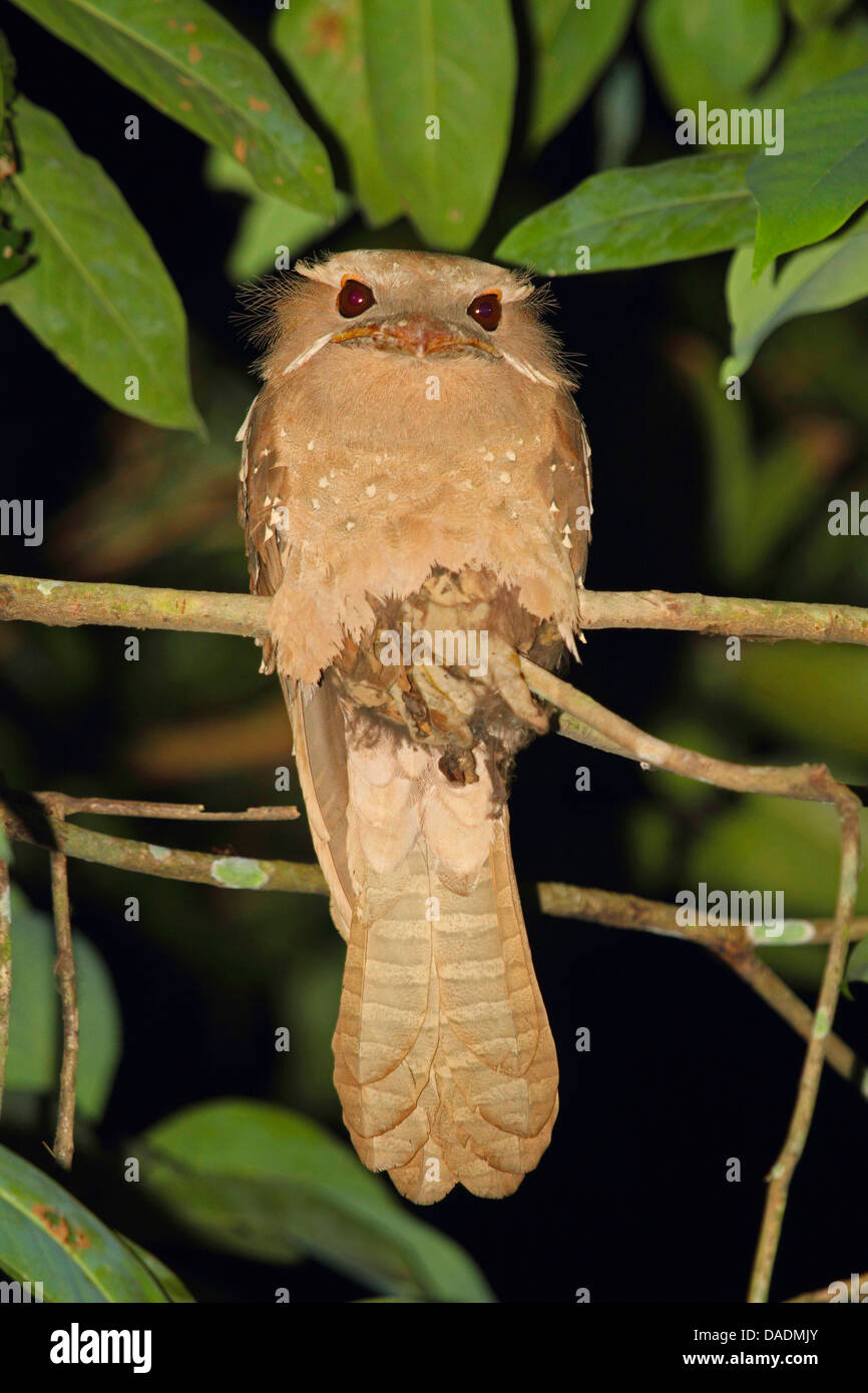 Batrachostomus auritus hi-res stock photography and images - Alamy