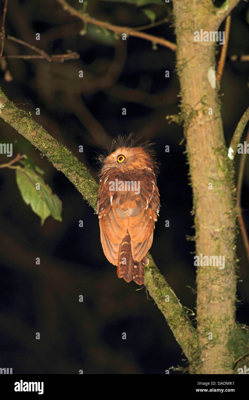 large frogmouth (Batrachostomus auritus), sitting on a twig, Indonesia ...