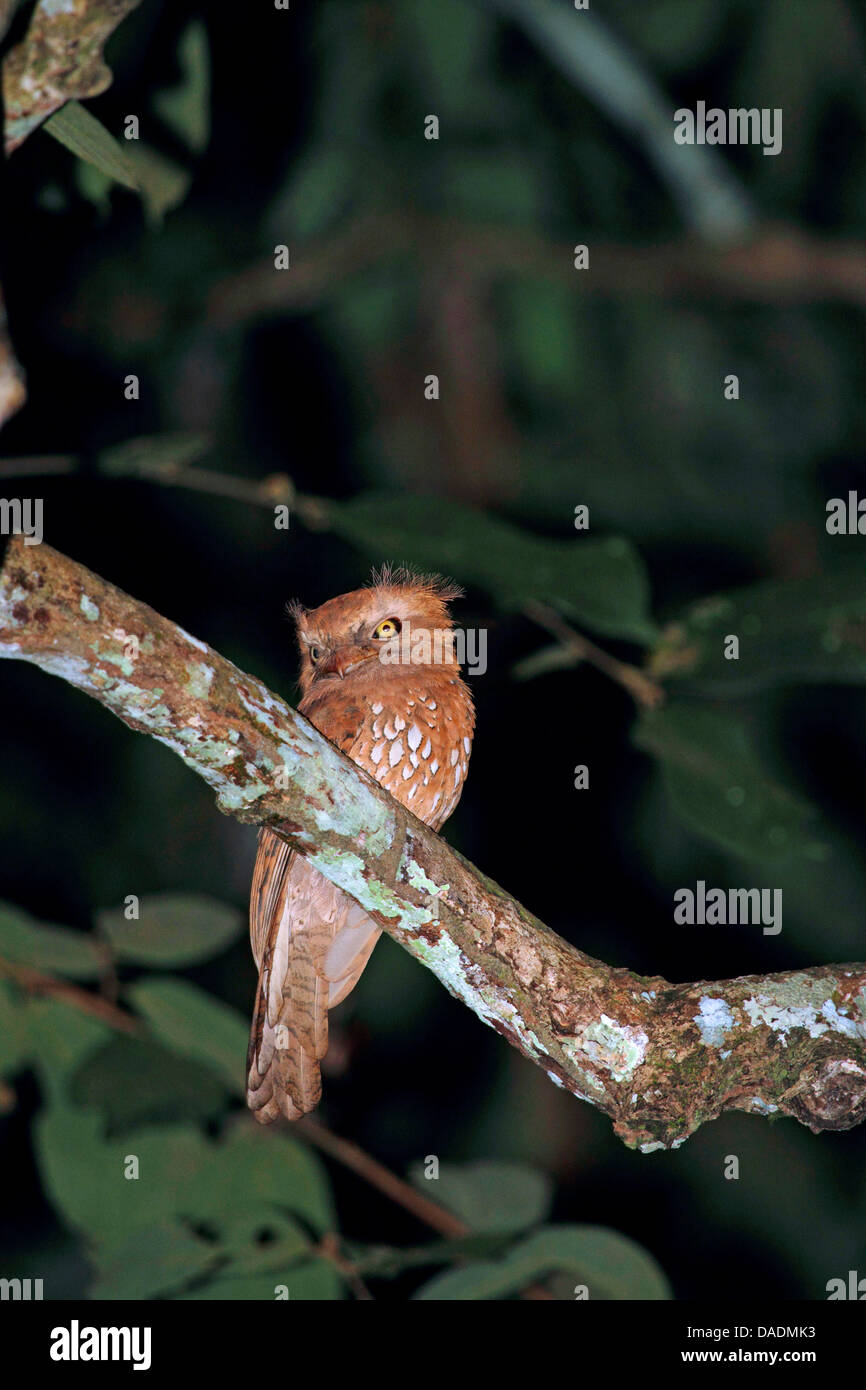 large frogmouth (Batrachostomus auritus), sitting on a branch ...