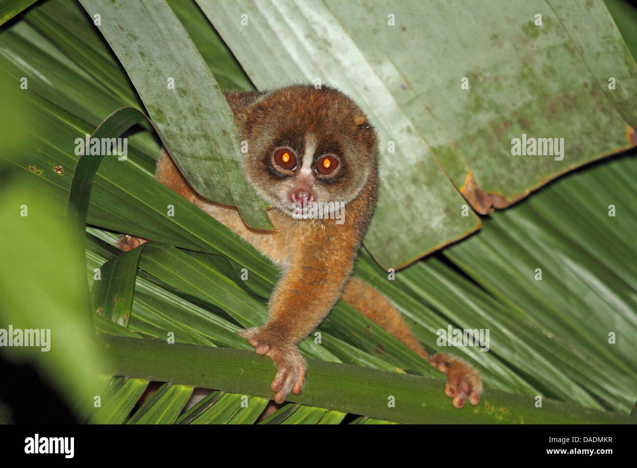 Bornean Slow Loris
