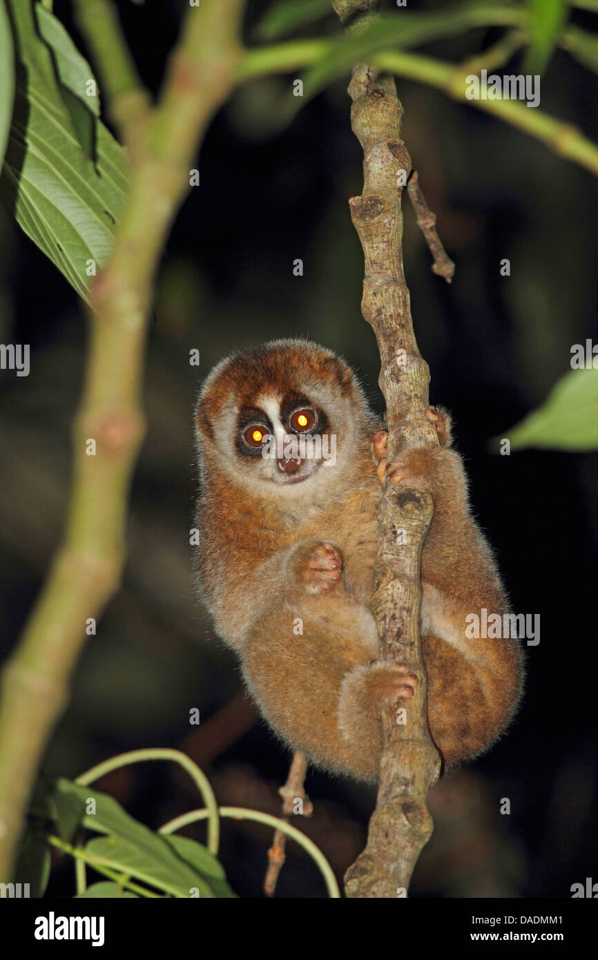 Greater slow loris hi-res stock photography and images - Alamy