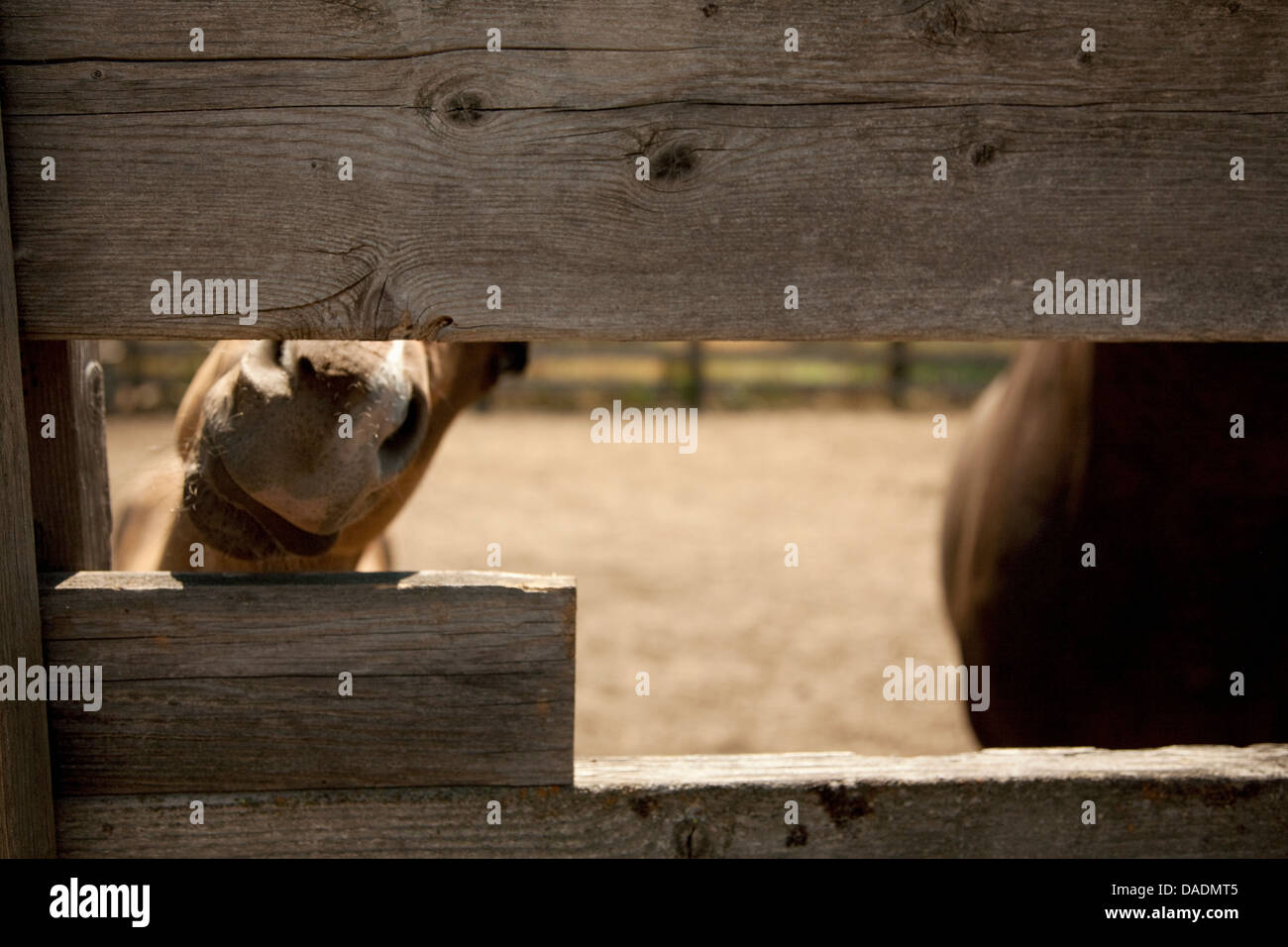 Horses locked up in a pen Stock Photo - Alamy