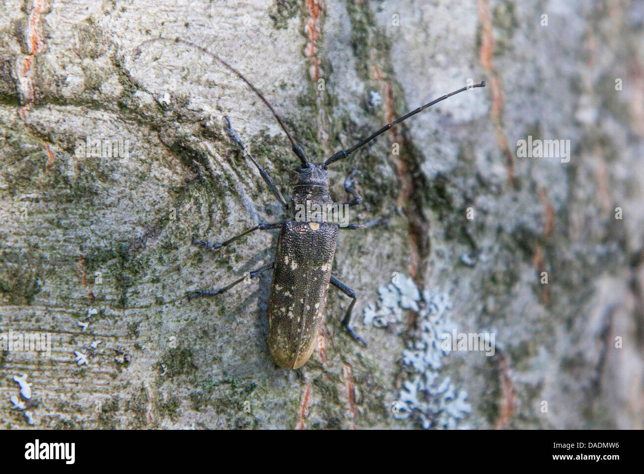 Forest pests sawyer beetle hi-res stock photography and images - Alamy
