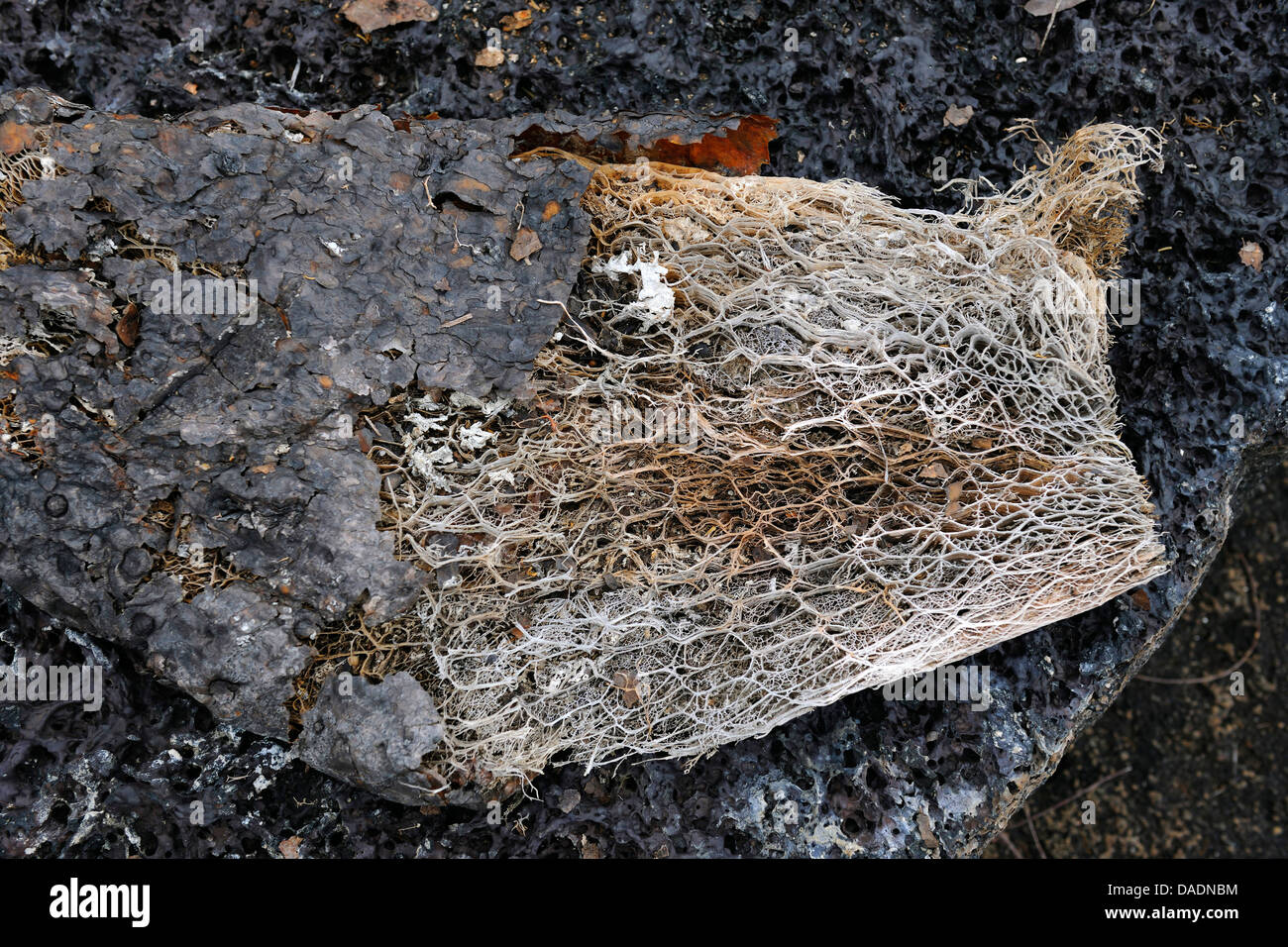 prickly pears (Opuntia echios), disintegrated leaf, Ecuador, Galapagos ...