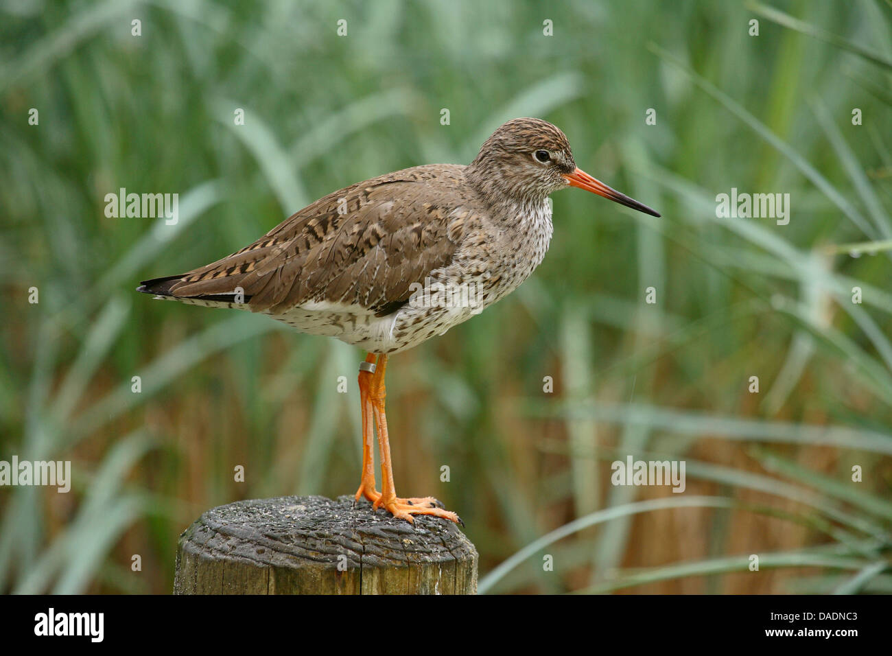 Common redshank species hi-res stock photography and images - Alamy