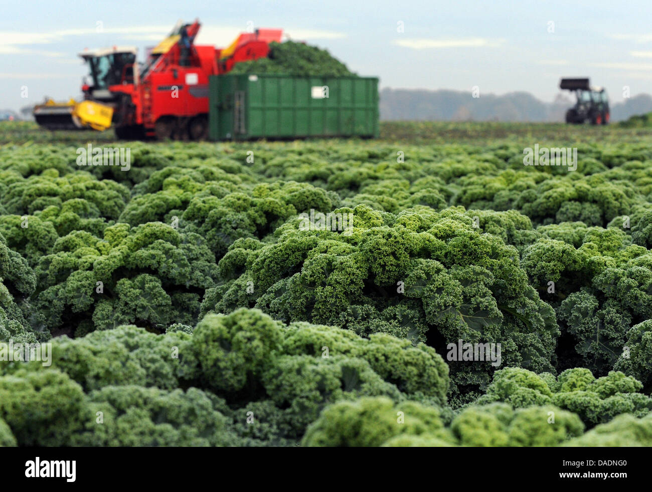 A harvester drives across a kale field near Visbek, Germany, 28 October ...