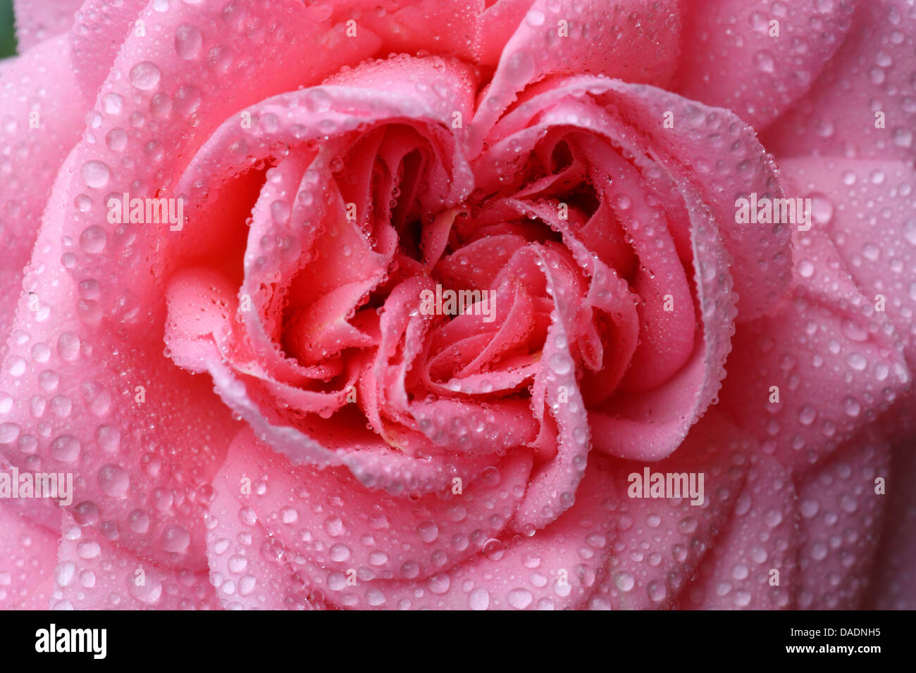 rose with water drops Stock Photo - Alamy