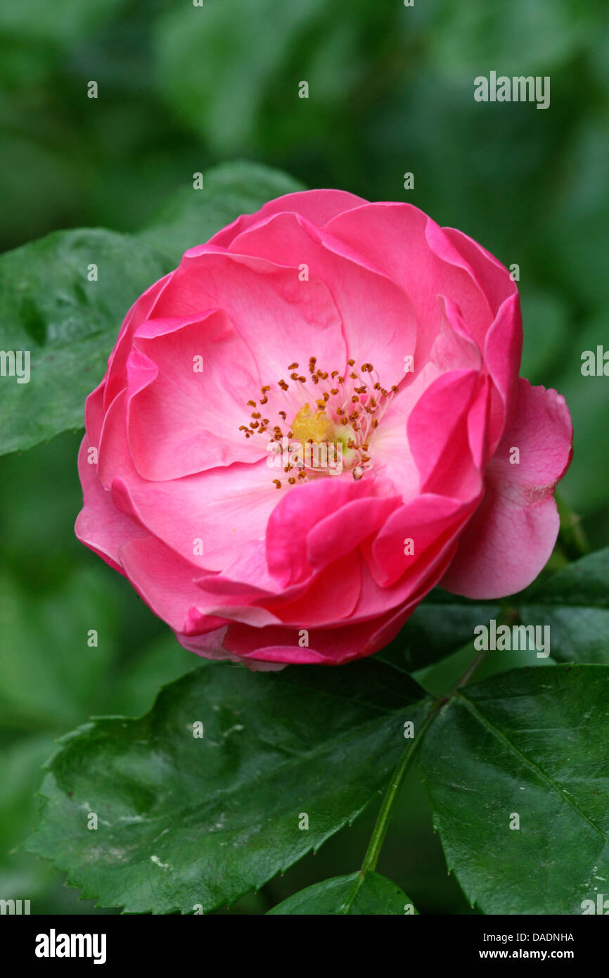ornamental rose (Rosa spec.), pink rose flower Stock Photo - Alamy