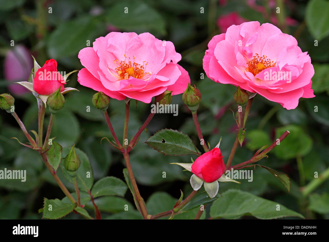 ornamental rose (Rosa spec.), pink rose flowers Stock Photo - Alamy