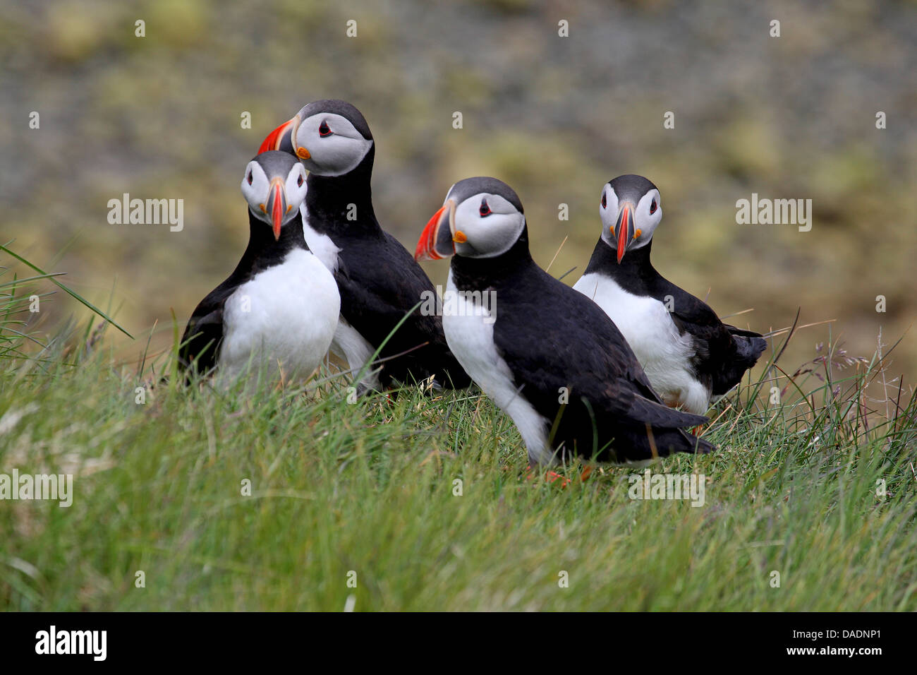 Puffin habitat hi-res stock photography and images - Alamy