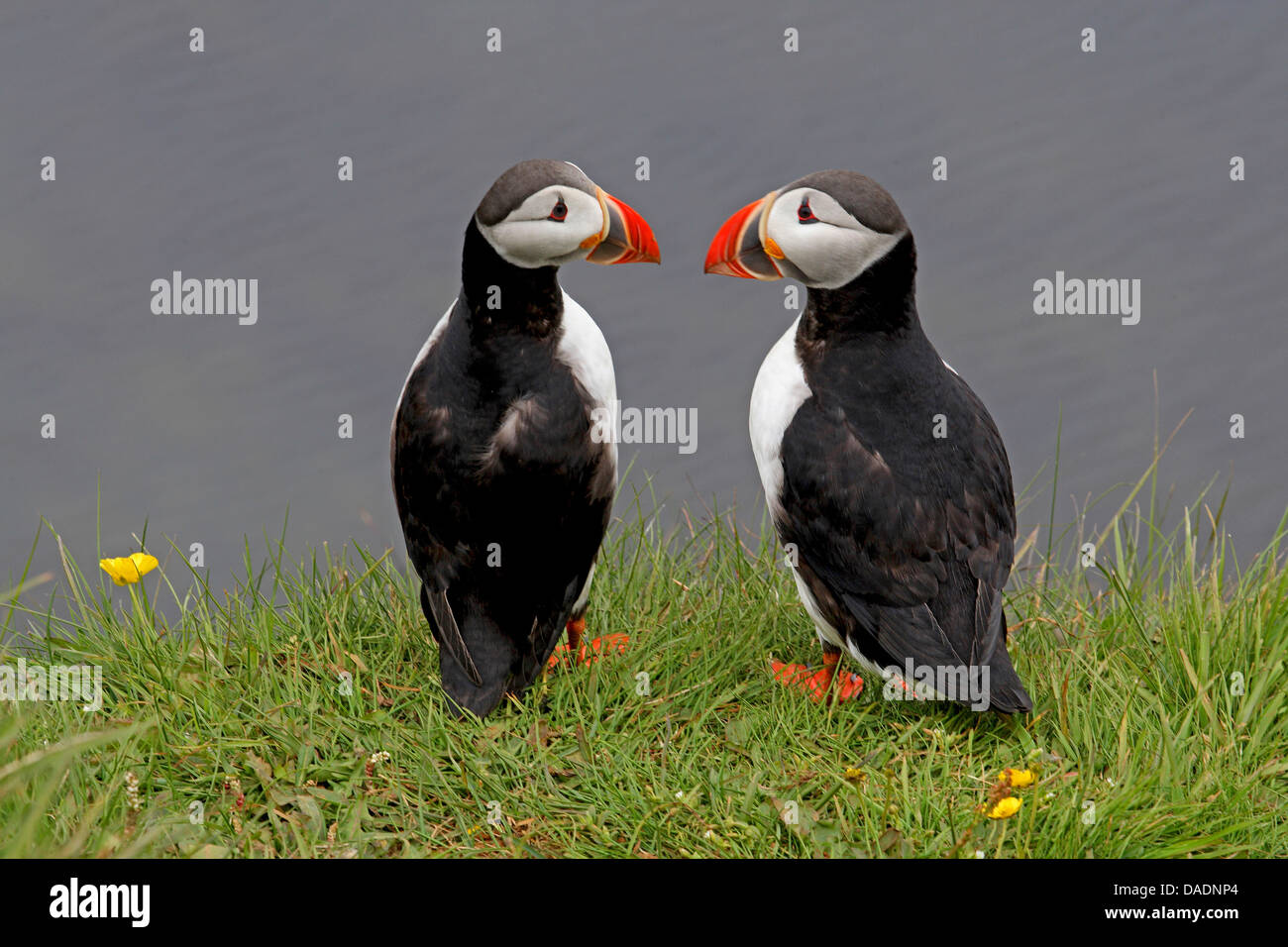 Atlantic puffin, Common puffin (Fratercula arctica), two common puffins ...