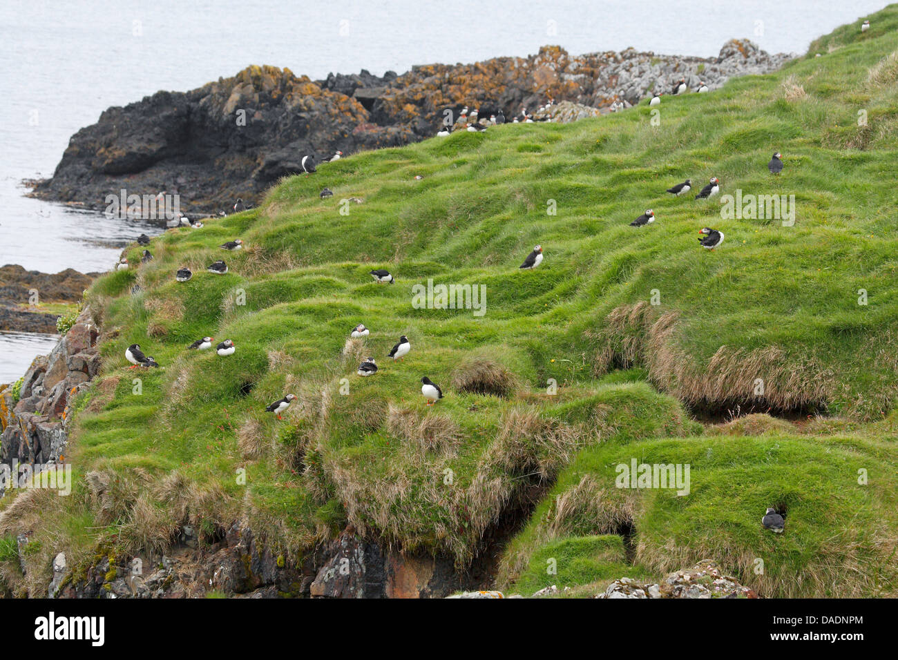 Atlantic puffin, Common puffin (Fratercula arctica), nesting colony at ...