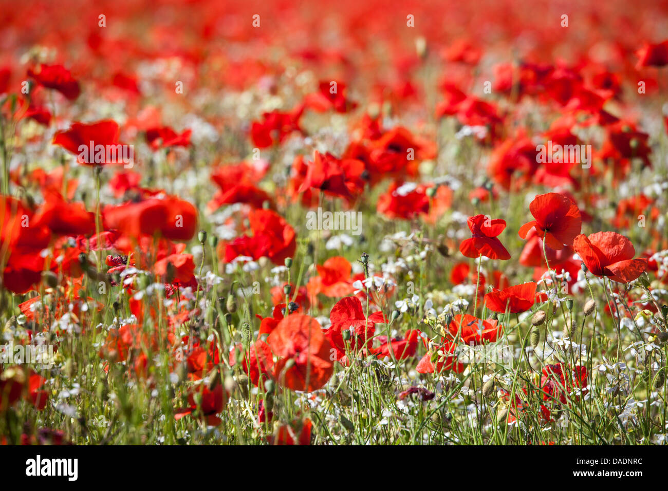 A file of Red poppies in England Stock Photo - Alamy