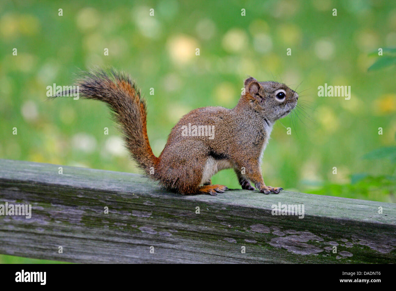 eastern red squirrel, red squirrel (Tamiasciurus hudsonicus), sitting ...