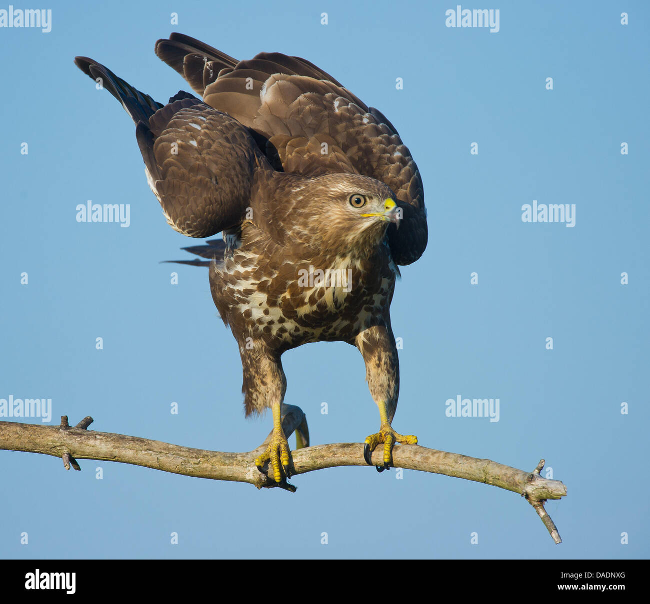 A Common Buzzard sits on a branch of a tree near Briesen, Germany, 22 ...