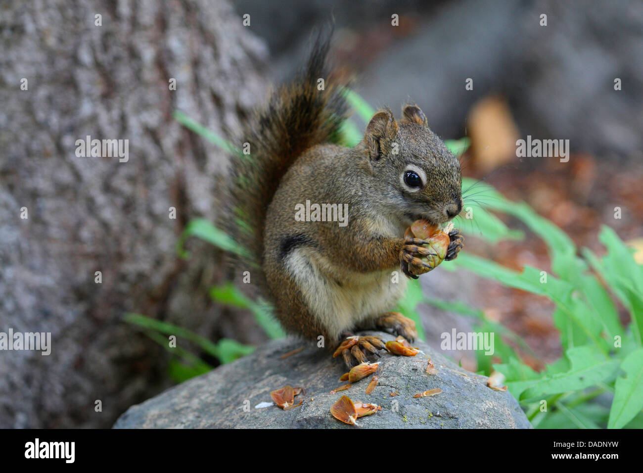 Alaska red squirrel hi-res stock photography and images - Alamy