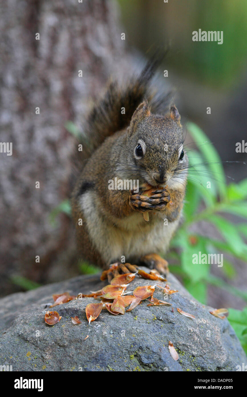 eastern red squirrel, red squirrel (Tamiasciurus hudsonicus), nibbling ...