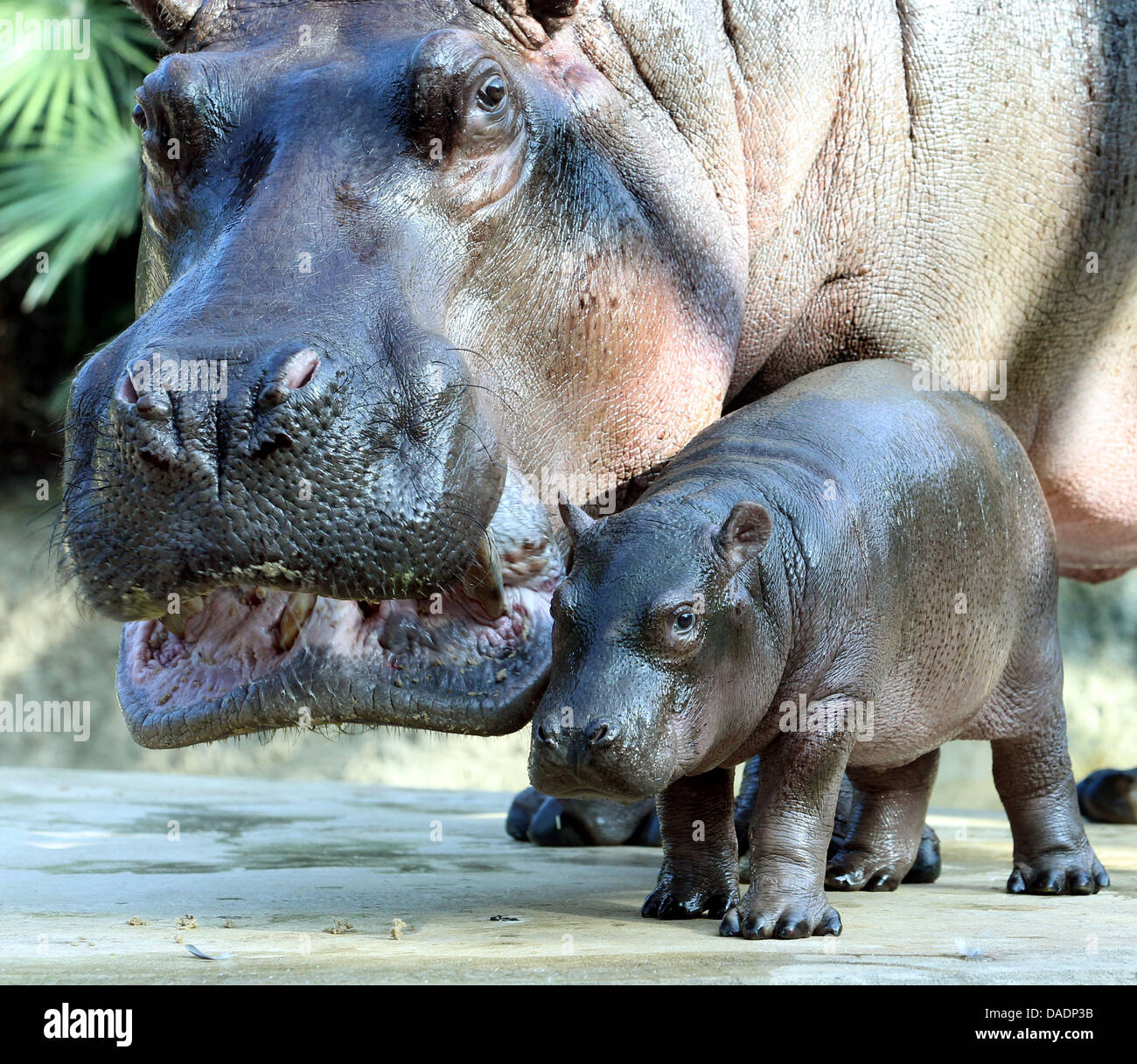 11-year-old female hippo Nicole presents her third offspring, born on ...