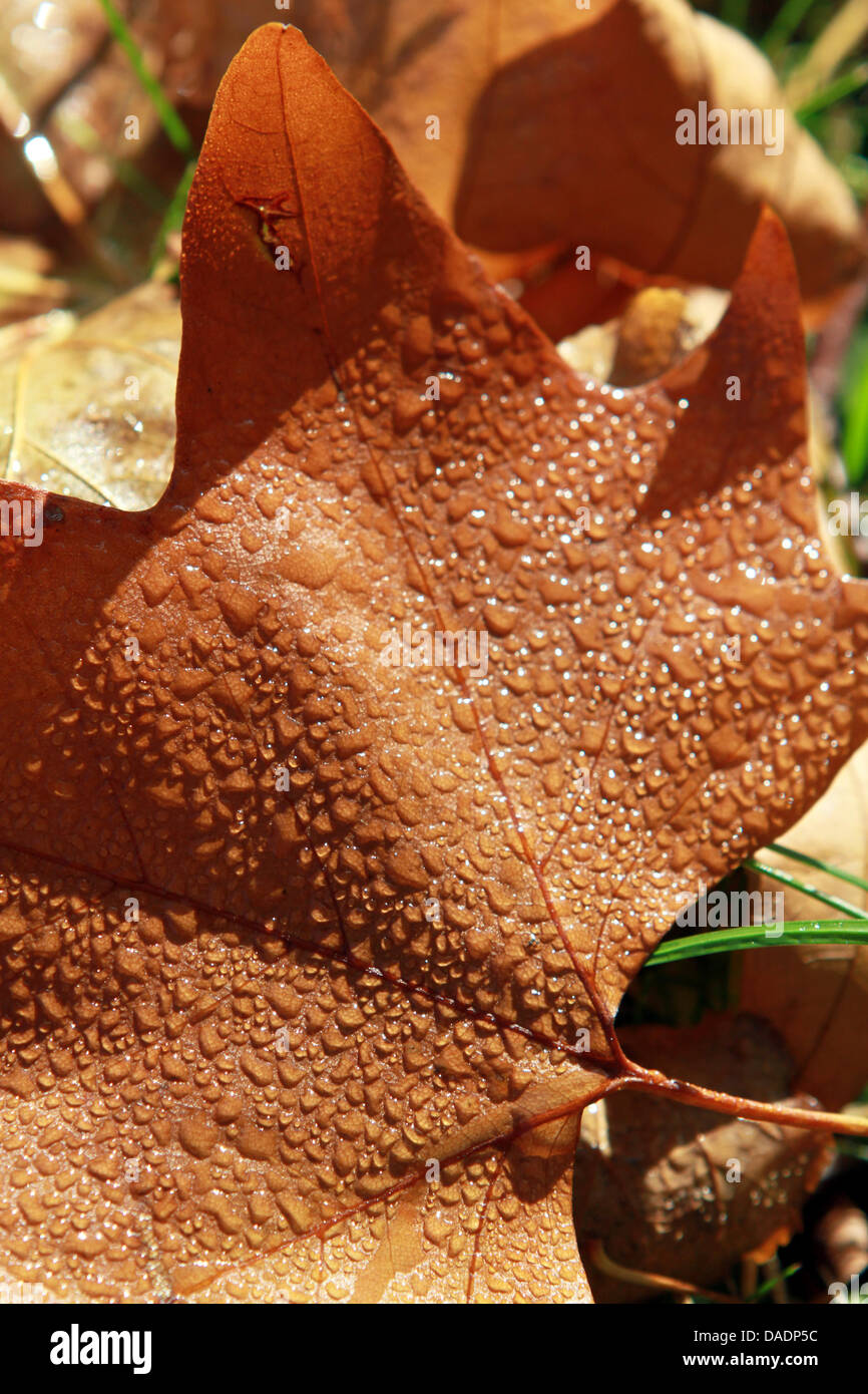 Morning dew covers a leaf in a park at the outskirts of Wernigerode ...
