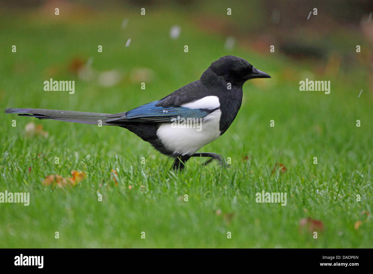 Magpies in the garden hi-res stock photography and images - Alamy
