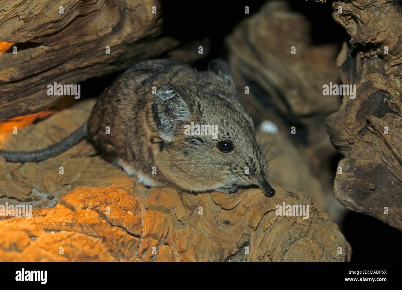short-eared elephant shrew (Macroscelides proboscideus), sitting on ...