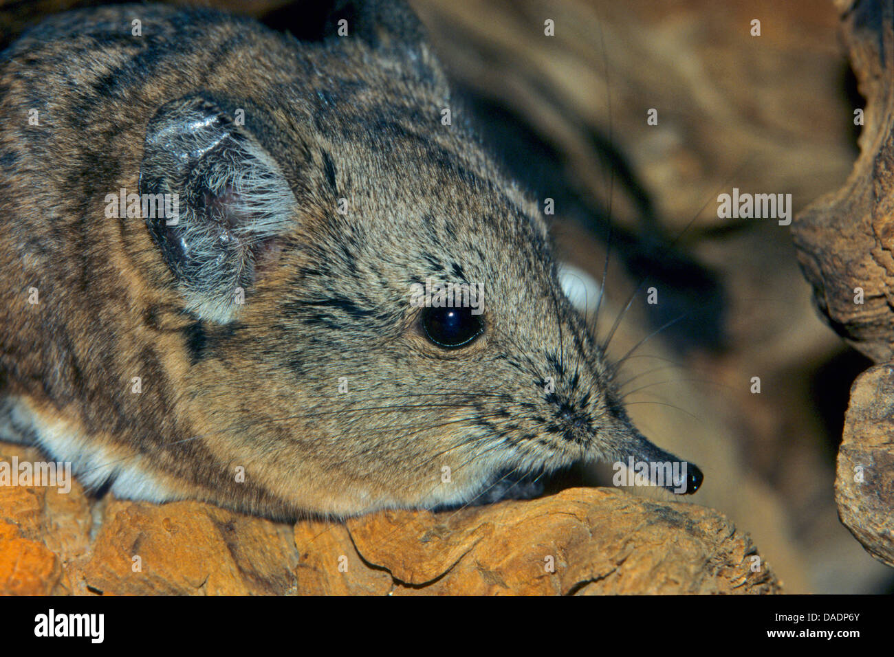 short-eared elephant shrew (Macroscelides proboscideus), portrait, side ...