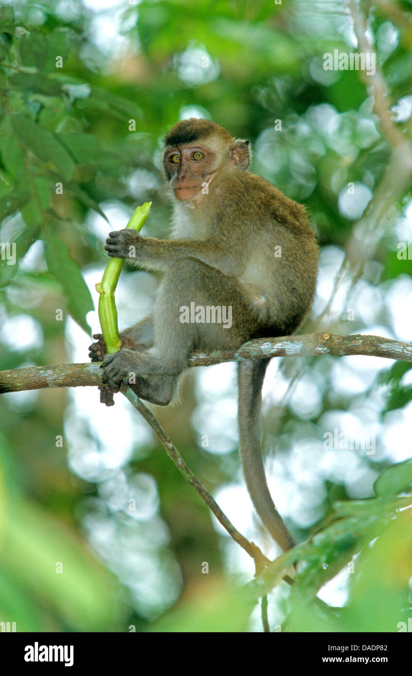 Java w hi-res stock photography and images - Alamy