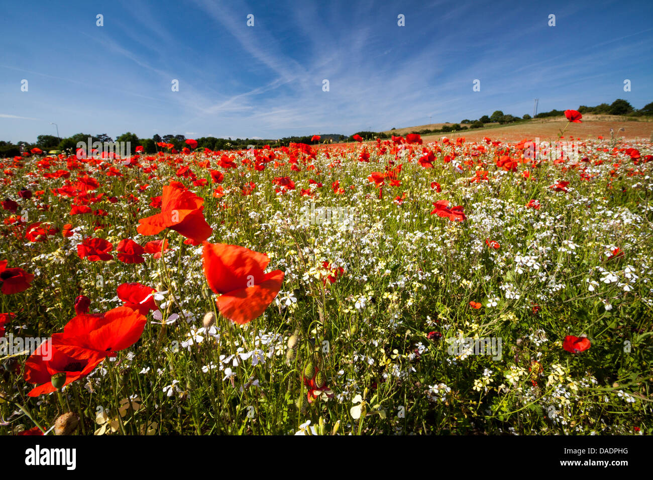 A Field of Red Poppies Stock Photo - Alamy