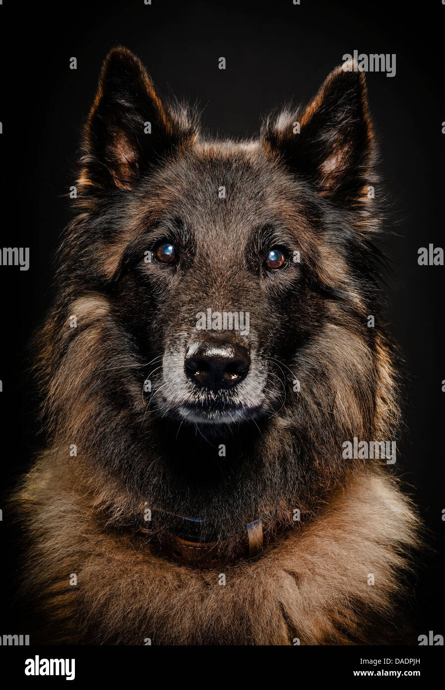 Long hair alsatian hi-res stock photography and images - Alamy