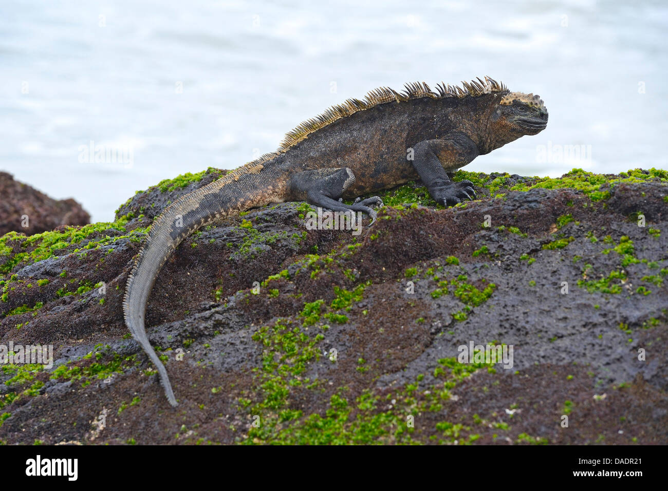 Isabela marine iguana (Amblyrhynchus cristatus albemarlensis ...