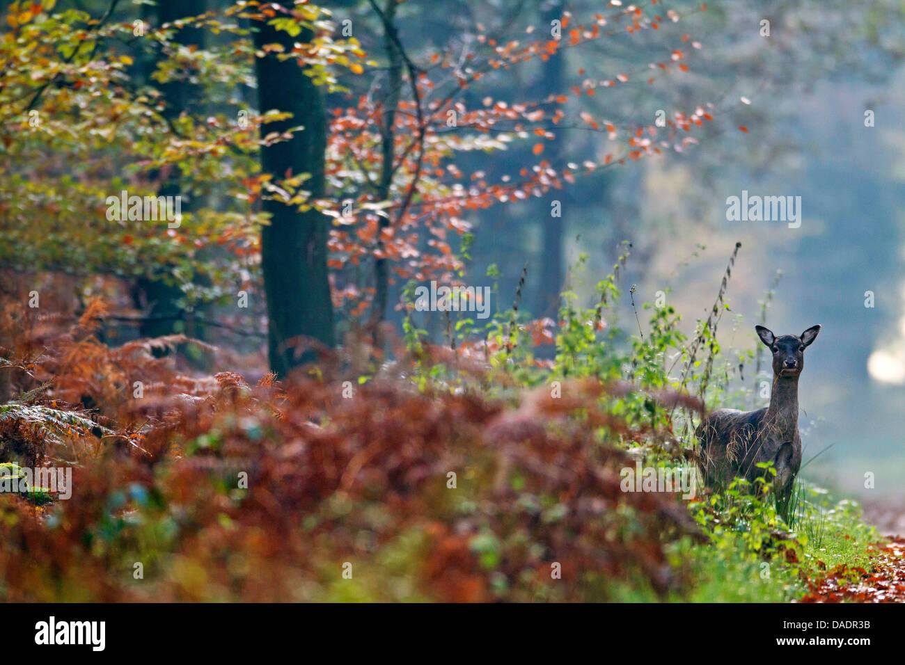 Fallow deer hind dama hi-res stock photography and images - Alamy