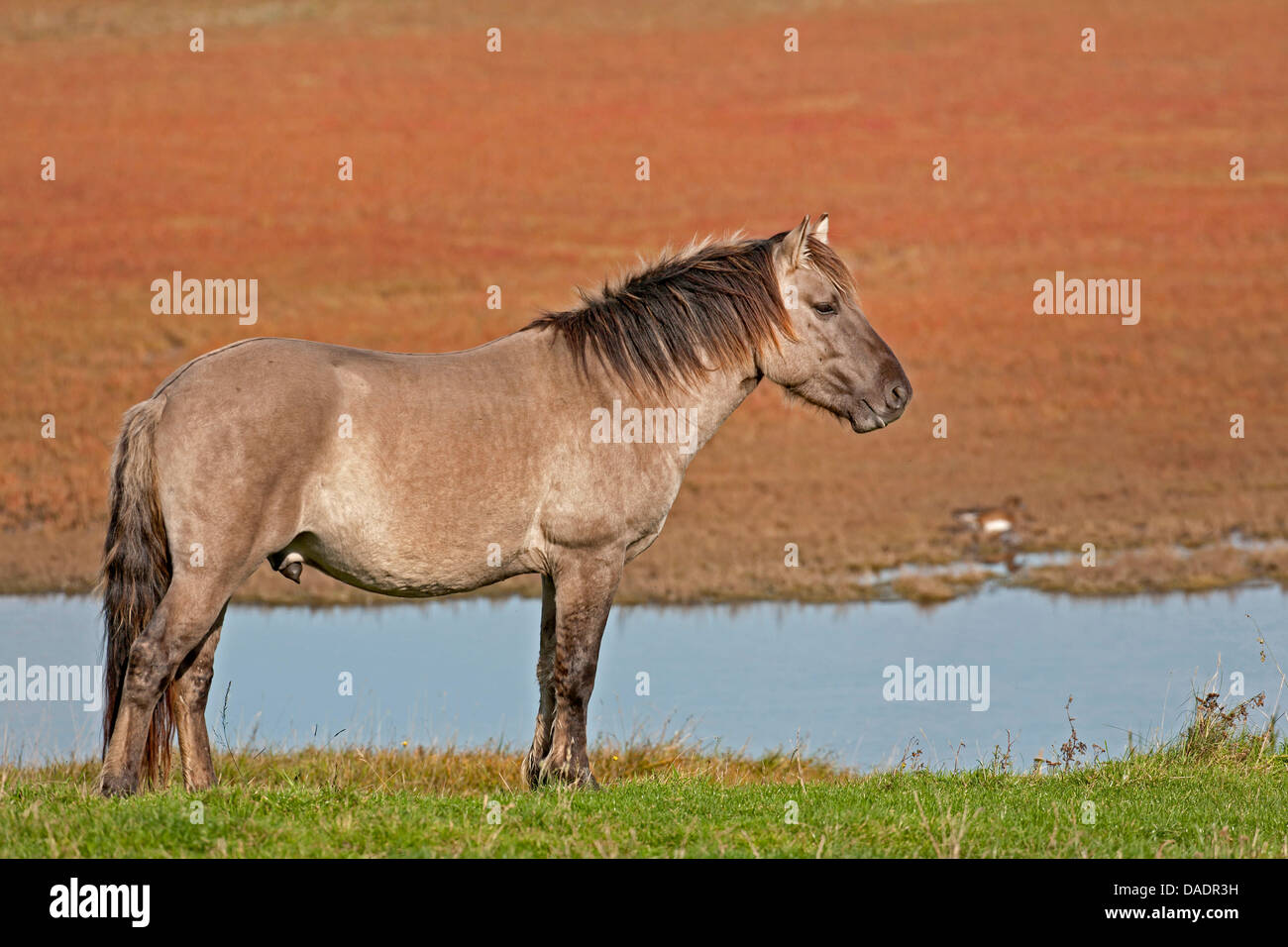 Konik horse (Equus przewalskii f. caballus), stallion standing in ...