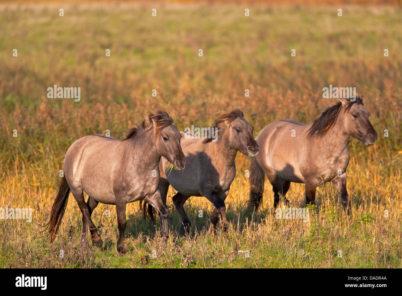 Konik horse (Equus przewalskii f. caballus), stallion and mares ...