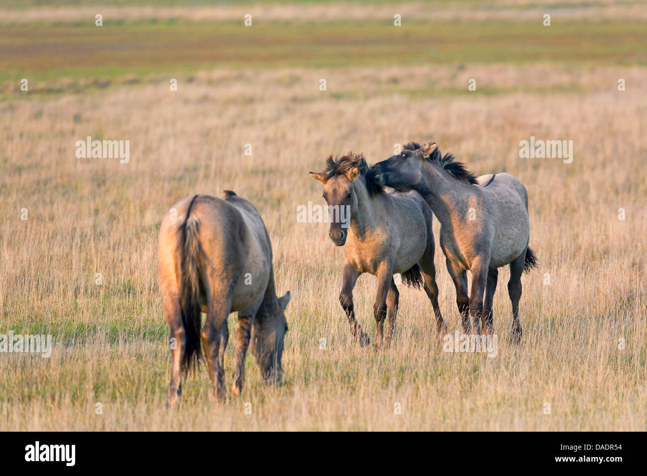 Konik horse (Equus przewalskii f. caballus), three stallions squabbling ...