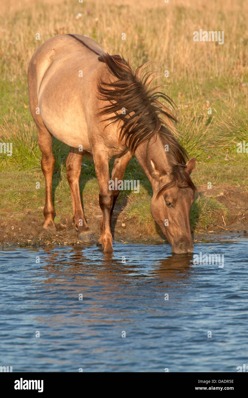 Konik horse (Equus przewalskii f. caballus), mare standing at the shore ...