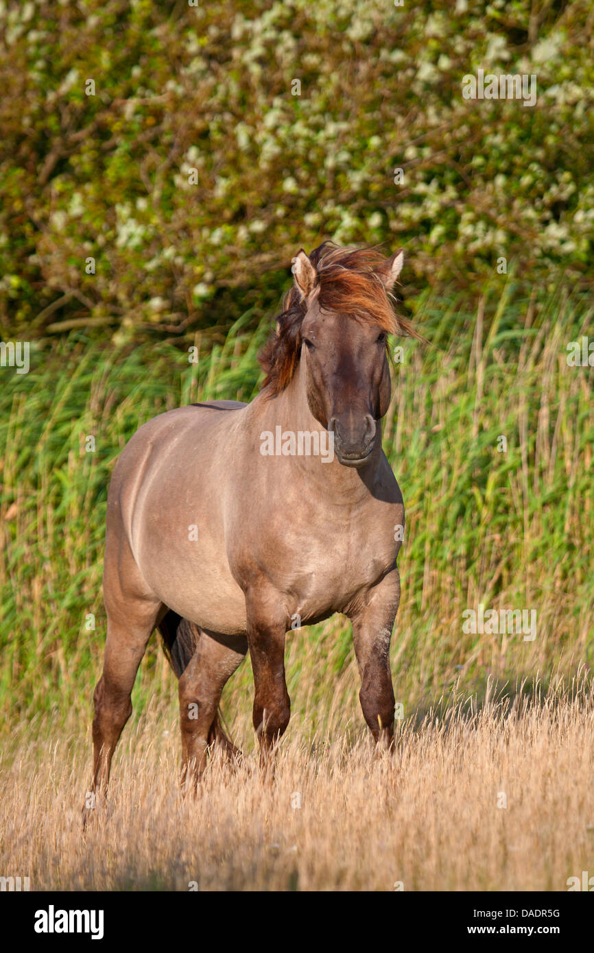 Konik horse (Equus przewalskii f. caballus), stallion standing on grass ...
