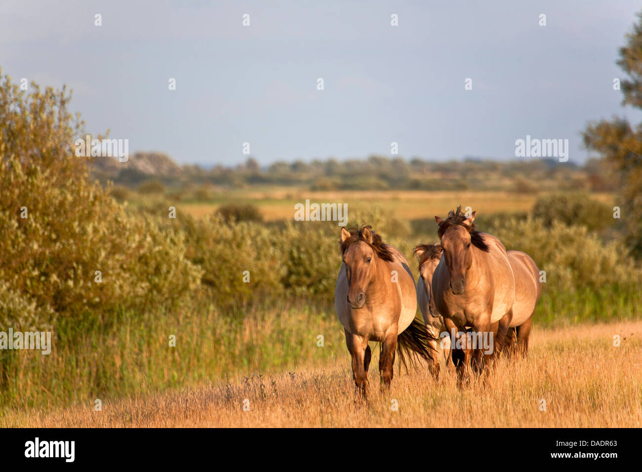 Konik horse (Equus przewalskii f. caballus), four stallions walking on ...