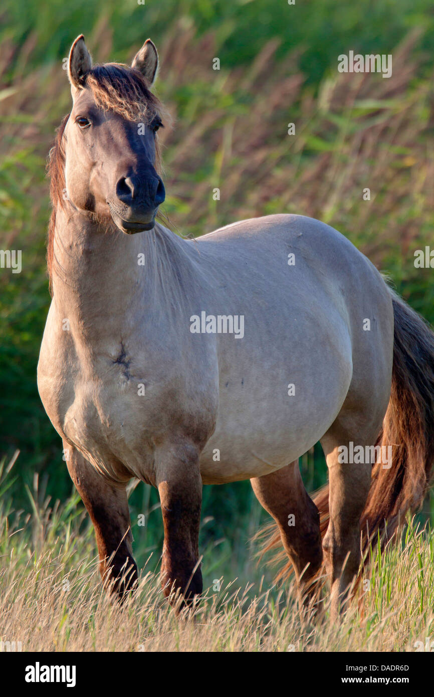 Konik horse (Equus przewalskii f. caballus), stallion standing on grass ...