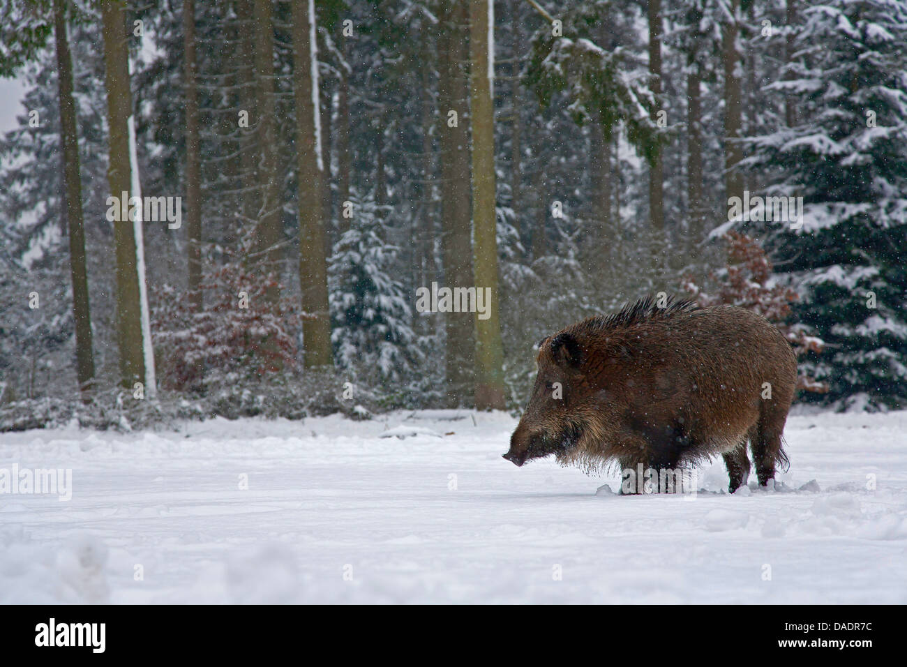 wild boar, pig, wild boar (Sus scrofa), Piglet at first winter in ...