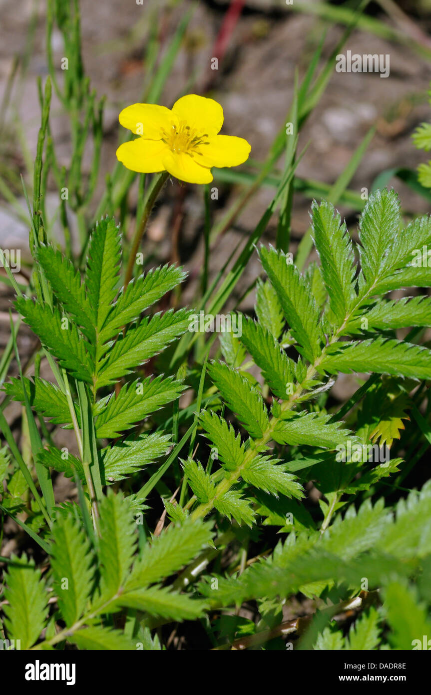 Silverweed High Resolution Stock Photography and Images - Alamy