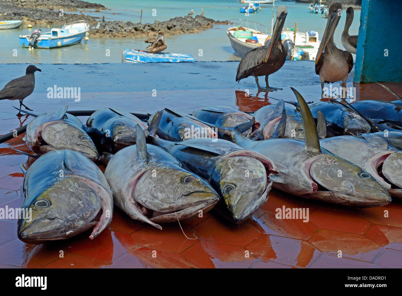 Yellowfin tuna hi-res stock photography and images - Alamy